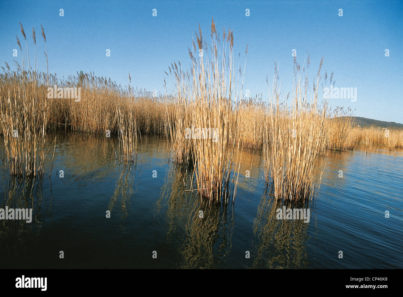 Umbria - Lago Trasimeno (Pg), reeds Stock Photo - Alamy