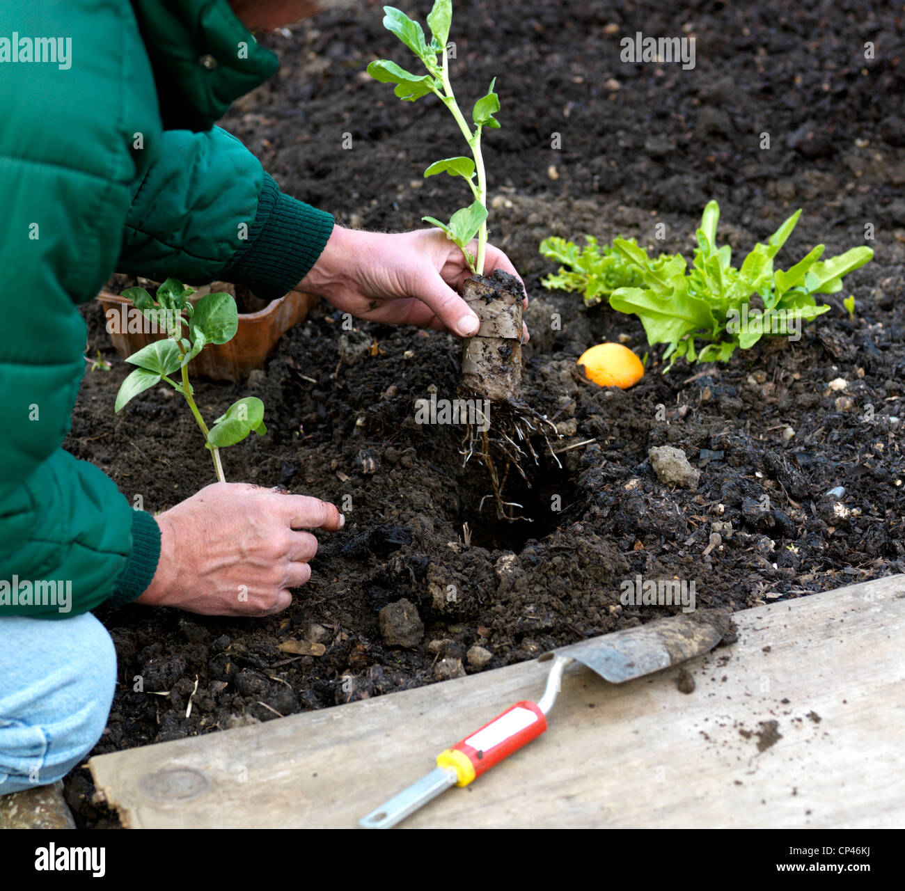 Planting Broad beans grown in a carboard tube recycling toilet rolls ...