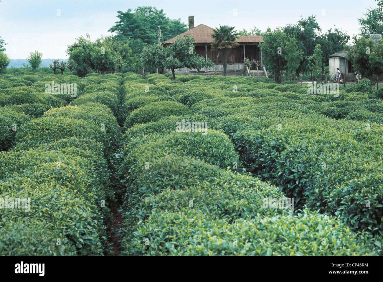 Georgia - Tea Plantation Stock Photo - Alamy