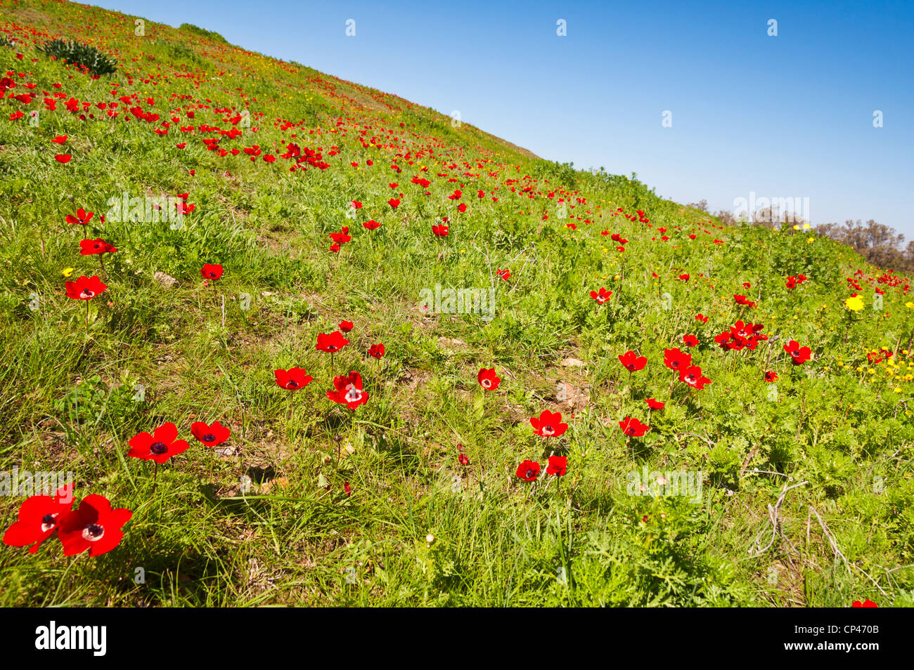 Hillside spring hi-res stock photography and images - Alamy