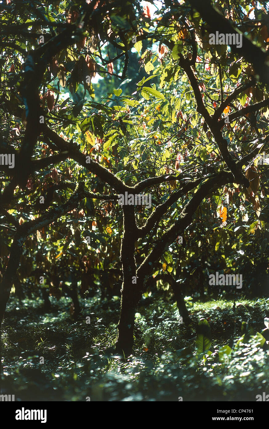 Costa rica cacao plants hi-res stock photography and images - Alamy