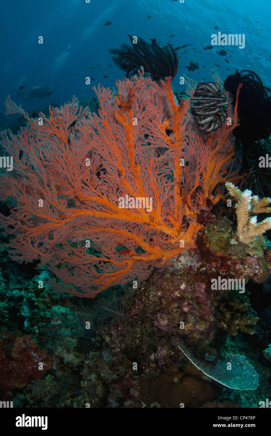 Gorgonia fan hi-res stock photography and images - Alamy