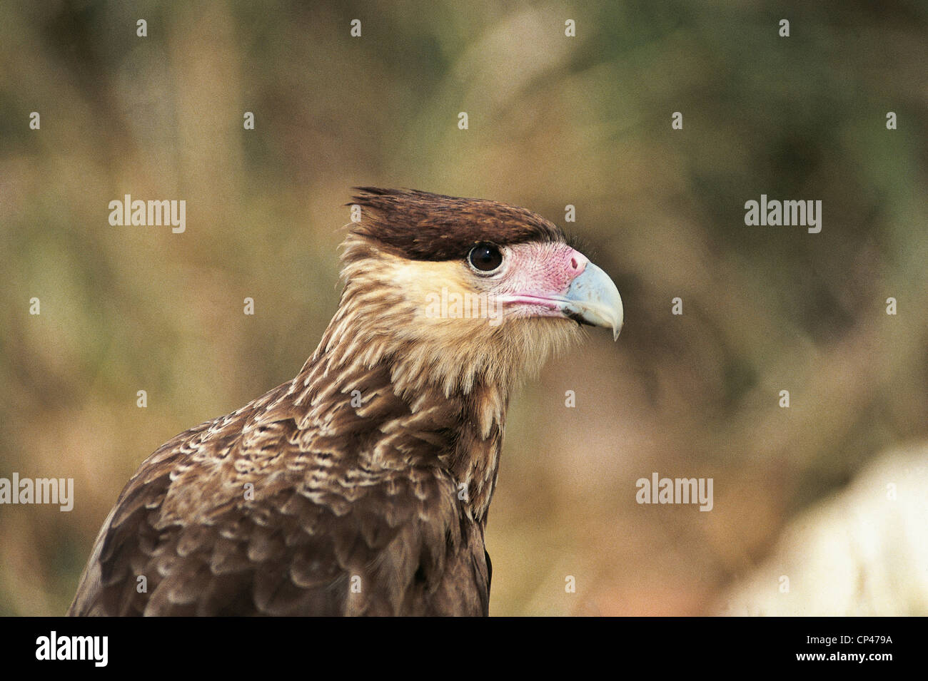 Paraguay - Chaco Region - Bird Falconiformes Stock Photo - Alamy