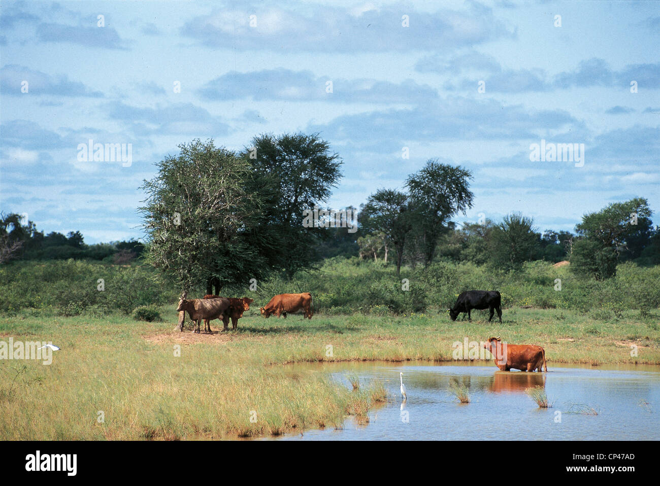 PHILADELPHIA Agricultural Colony Mennonites CHACO PARAGUAY Stock Photo ...
