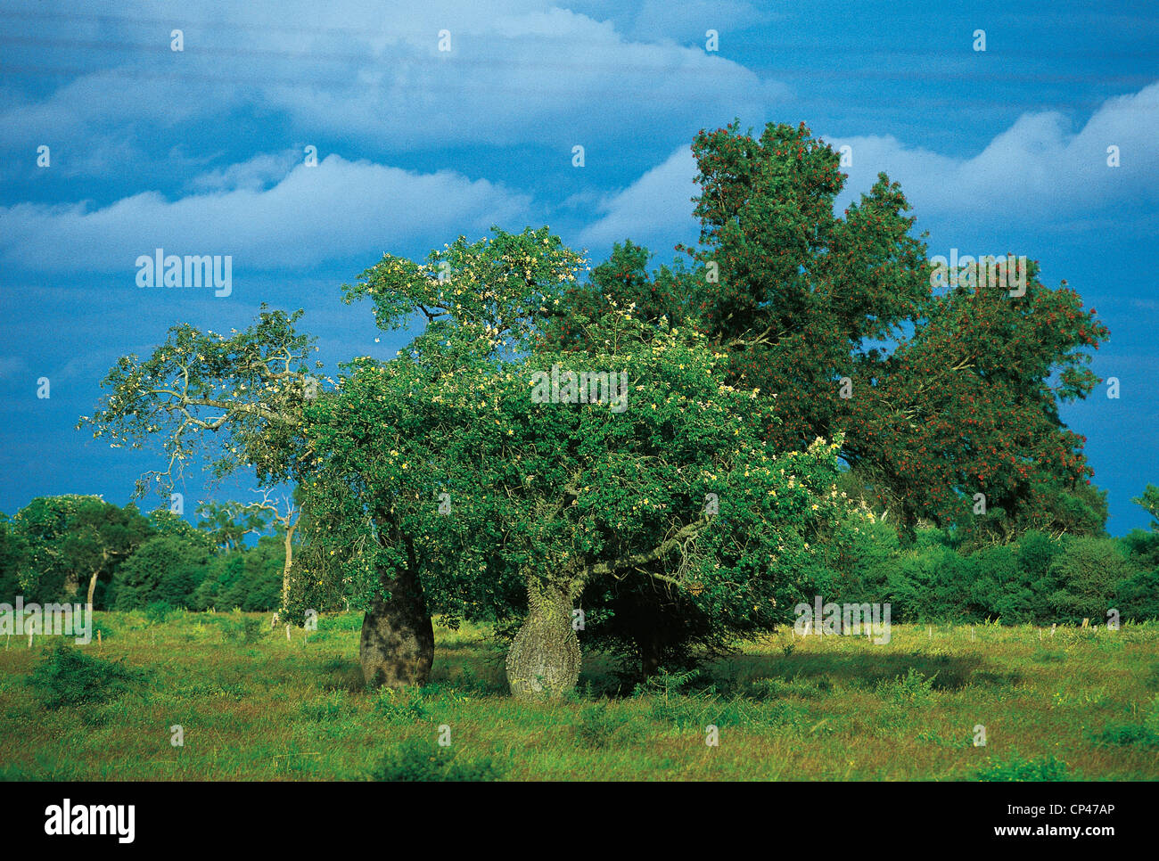 Paraguay - Chaco - Greater Philadelphia Stock Photo - Alamy