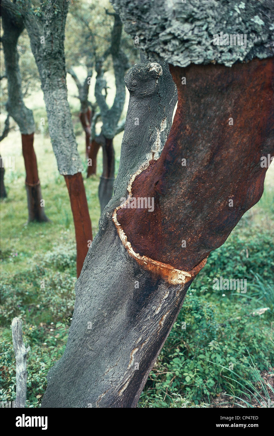 Sardinia - Cork Oak Stock Photo - Alamy