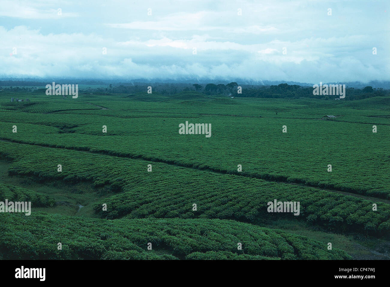 Ecuador - tea cultivation Stock Photo - Alamy