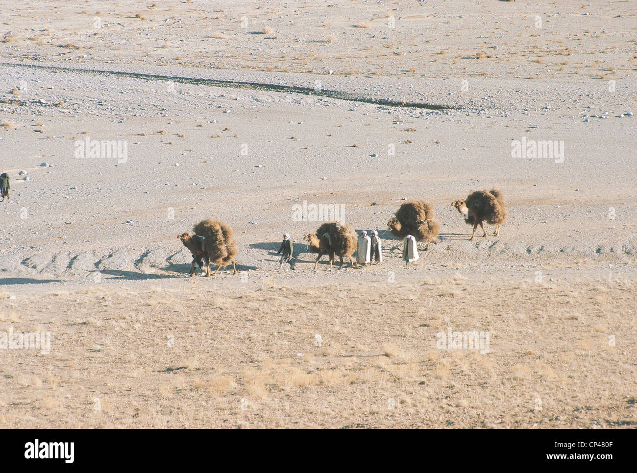 Afghanistan - Registan Desert. Caravan of nomads with camels Stock ...