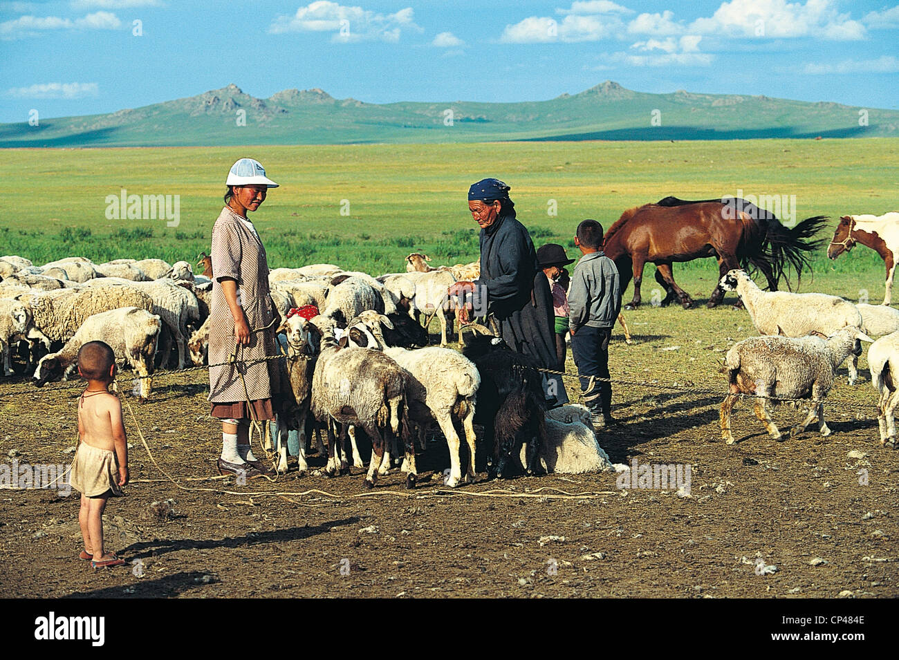 Region Of Mongolia Khudjirt Breeding Sheep Stock Photo - Alamy