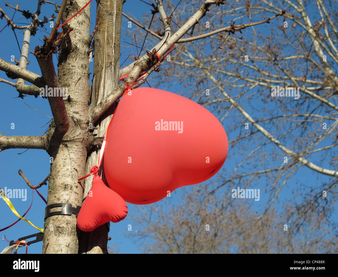 heart shape balloon stuck in tree branches with blue sky Stock Photo ...