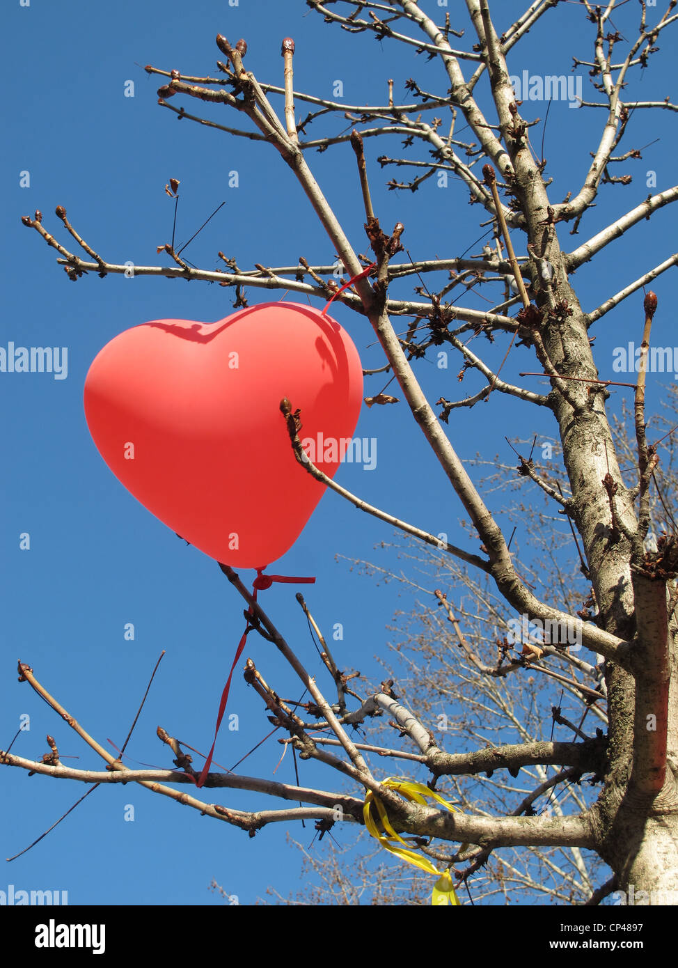 heart shape balloon stuck in tree branches with blue sky Stock Photo ...