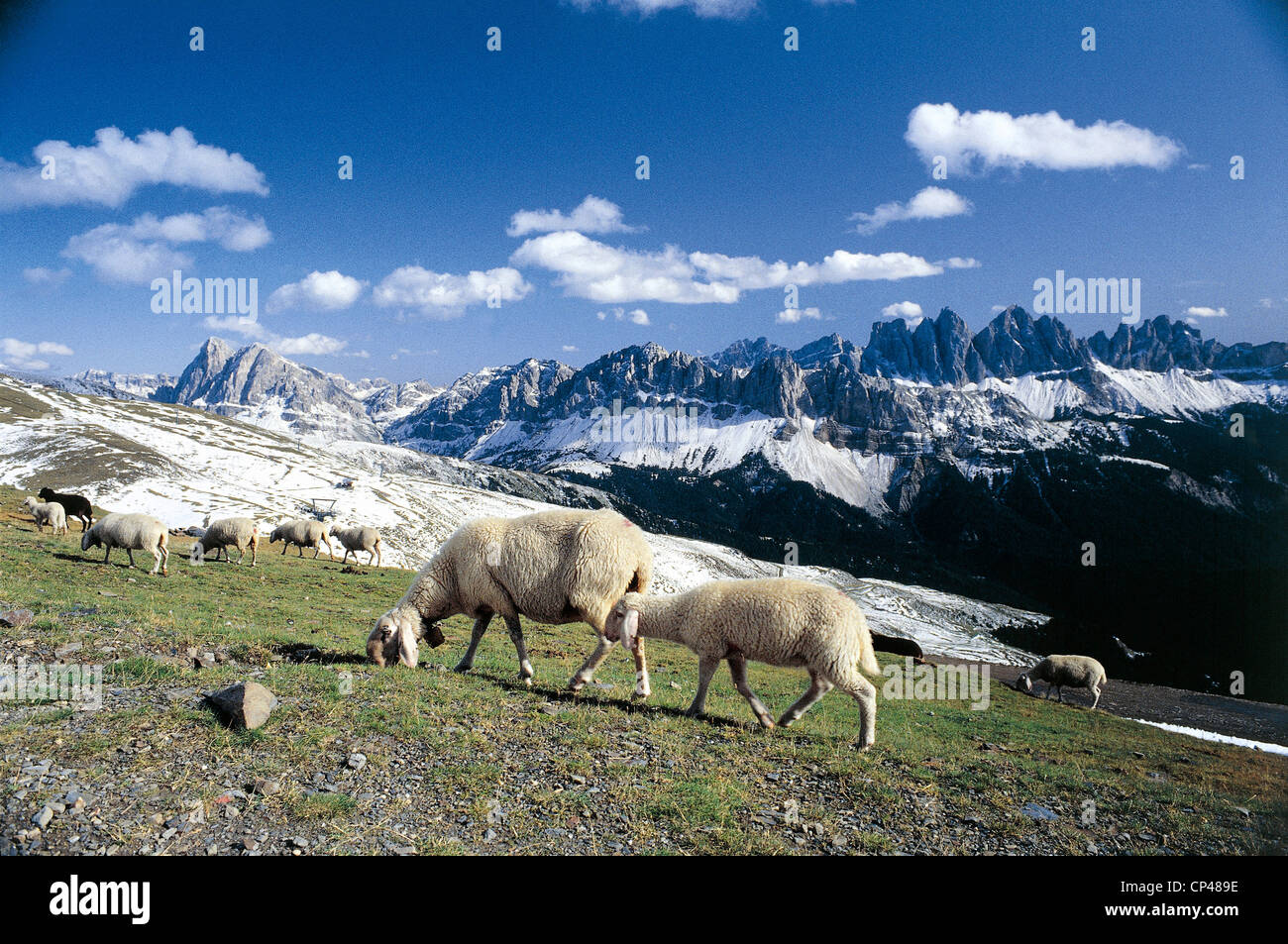 Trentino-Alto Adige - Alps - Dolomites - Sheep grazing on the Plose ...