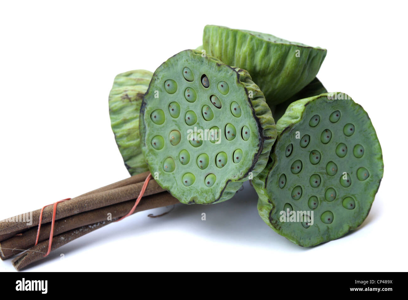 Nelumbo nucifera seed hi-res stock photography and images - Alamy