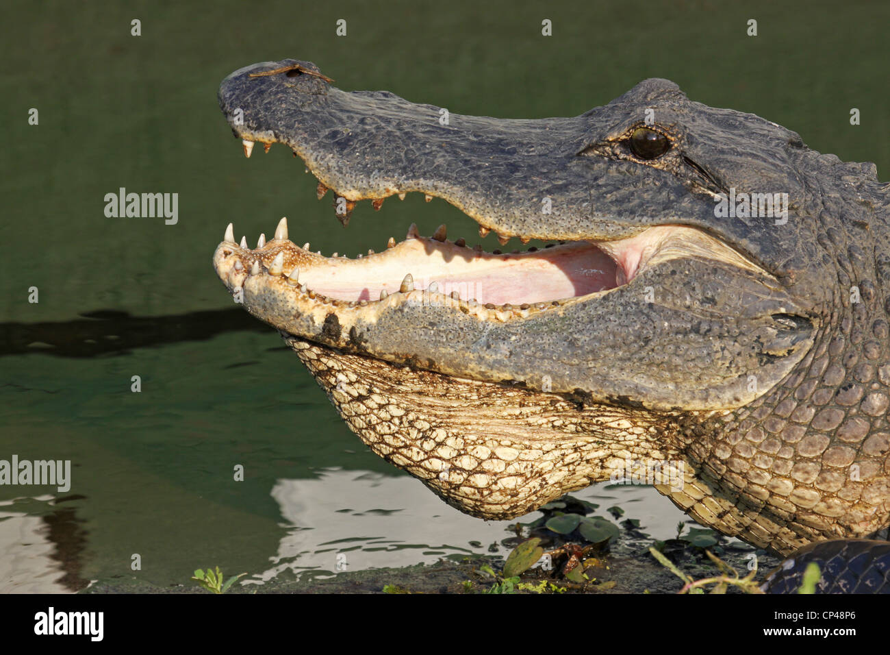 Alligator open mouth hi-res stock photography and images - Alamy