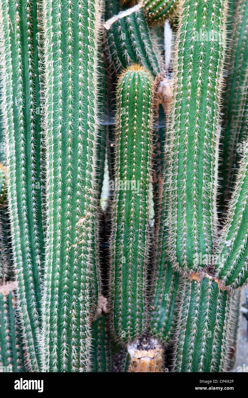 Golden Torch Cactus Echinopsis Spachiana Cactus Botanic Garden St ...