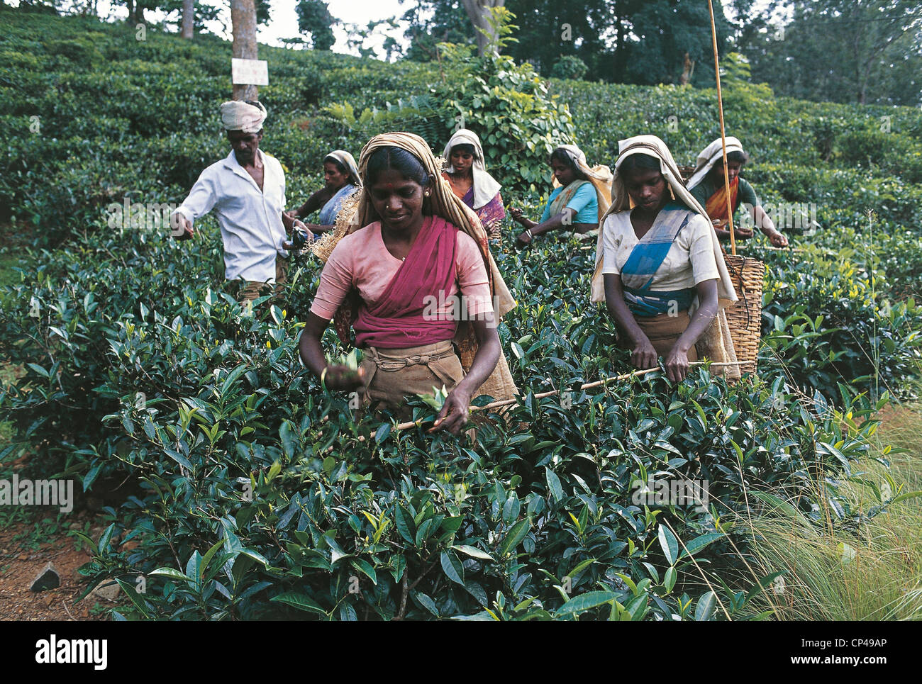 Kandy Sri Lanka Tea Collection ' Stock Photo - Alamy