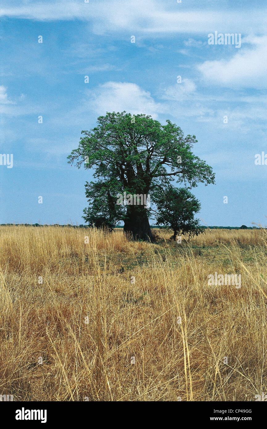 Zambia - Luangwa Valley. Baobab (Adansonia Stock Photo - Alamy