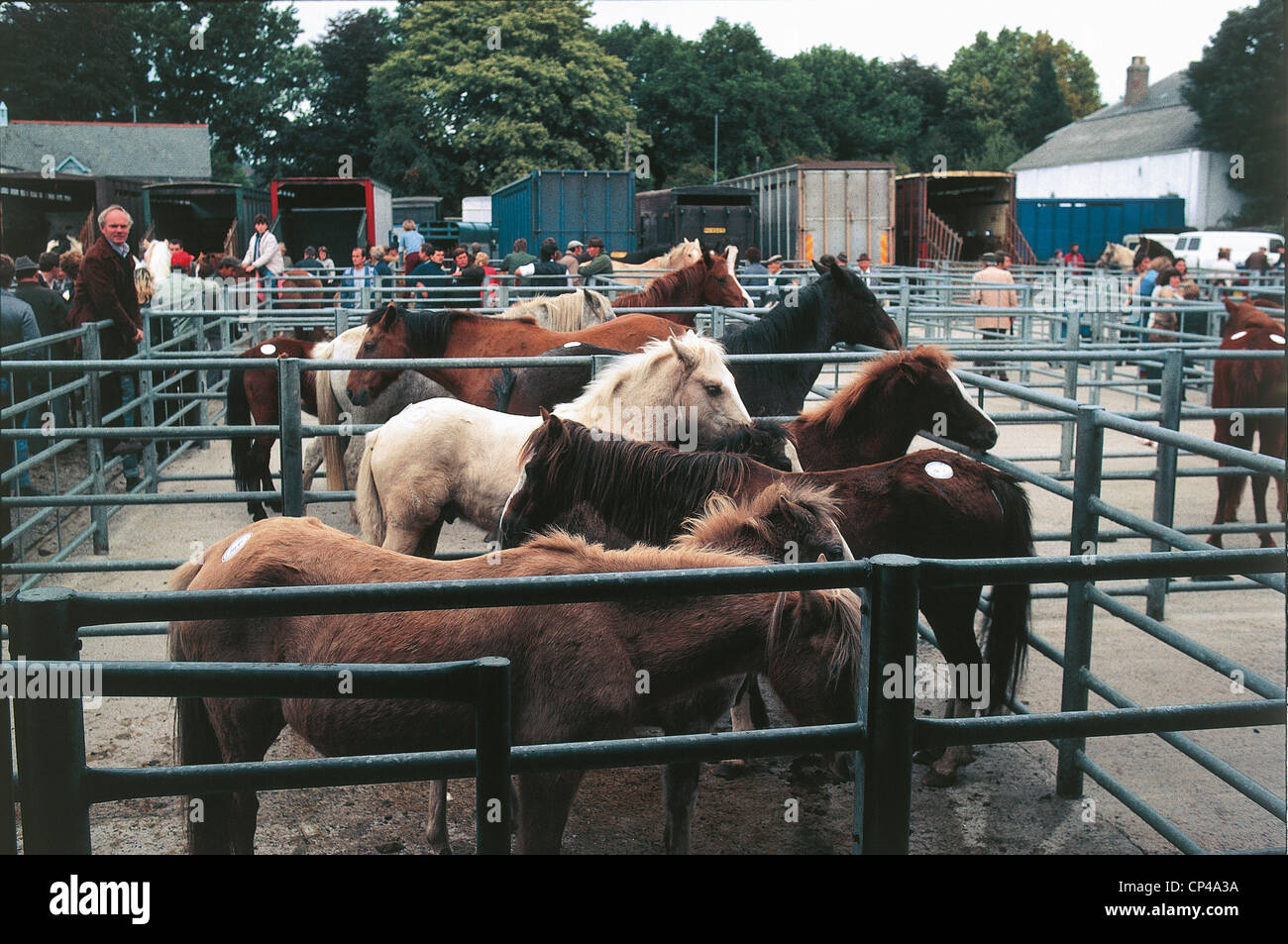UNITED KINGDOM WALES ABERGAVENNY Horse Fair Stock Photo - Alamy