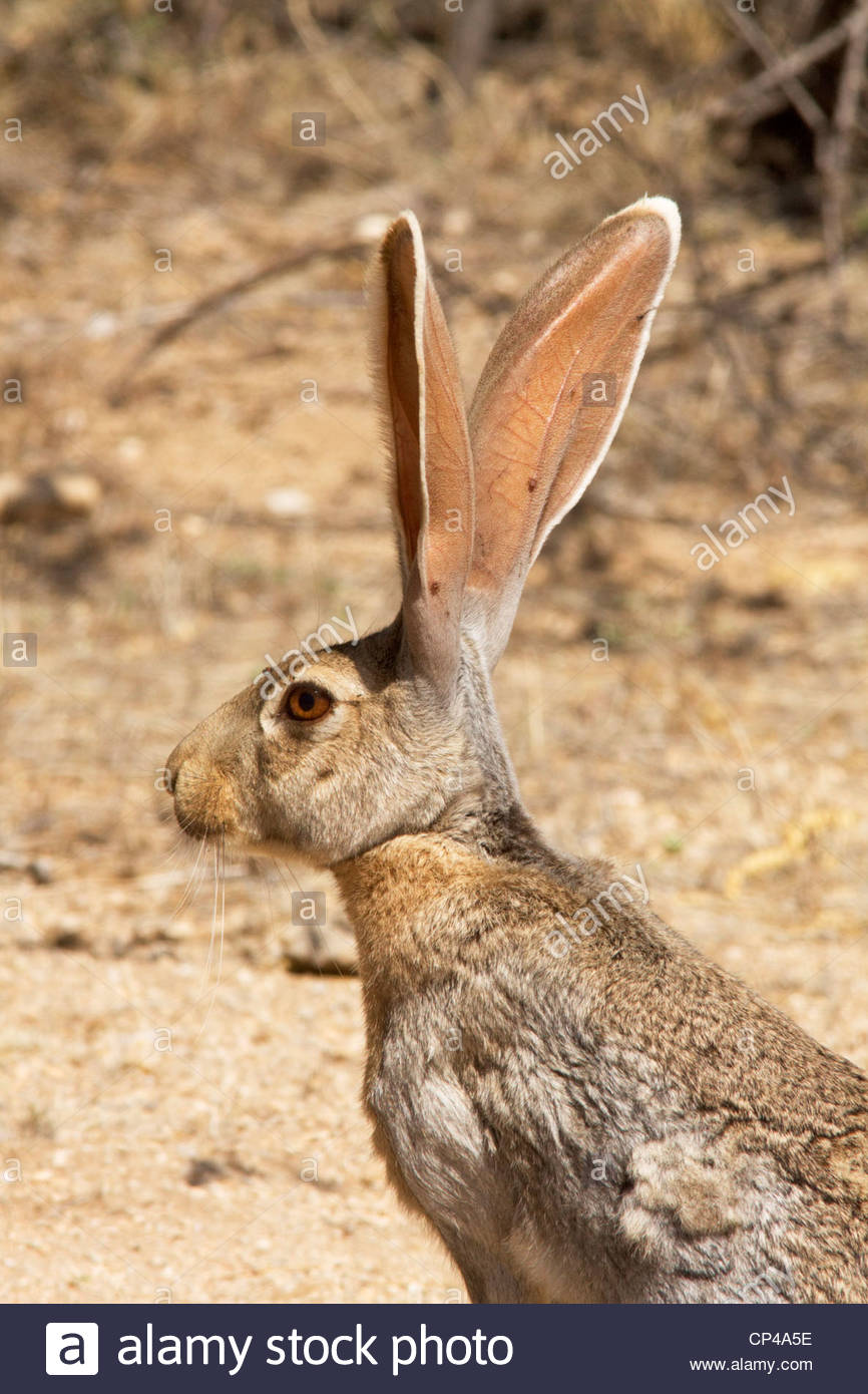 Antelope Jackrabbits High Resolution Stock Photography and Images - Alamy