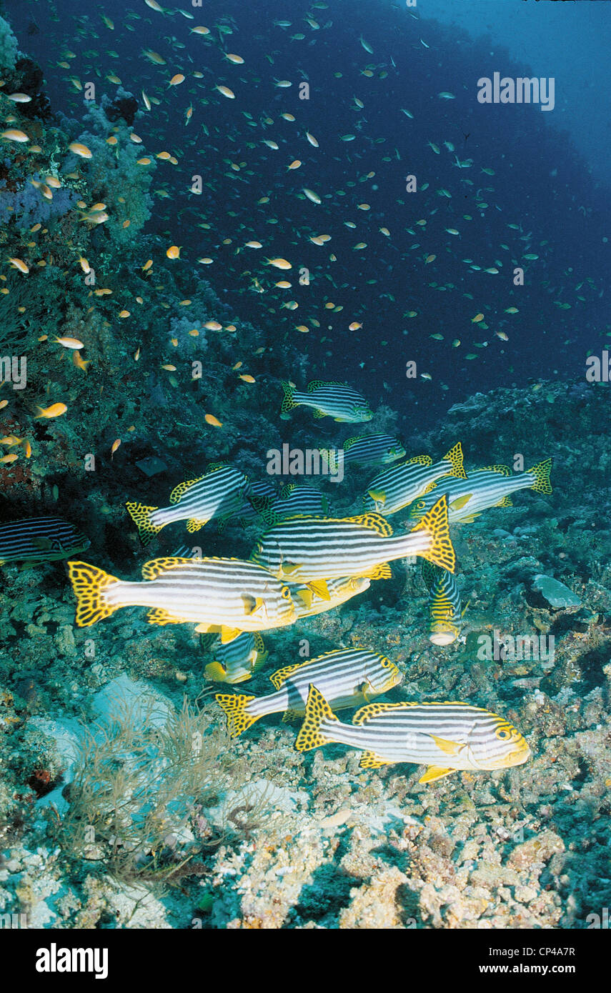 Marine bottom hi-res stock photography and images - Alamy