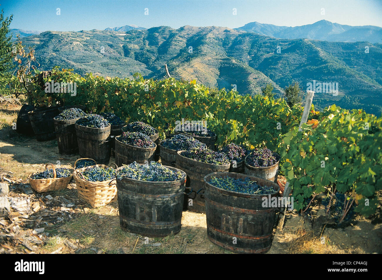 Rossese hi-res stock photography and images - Alamy