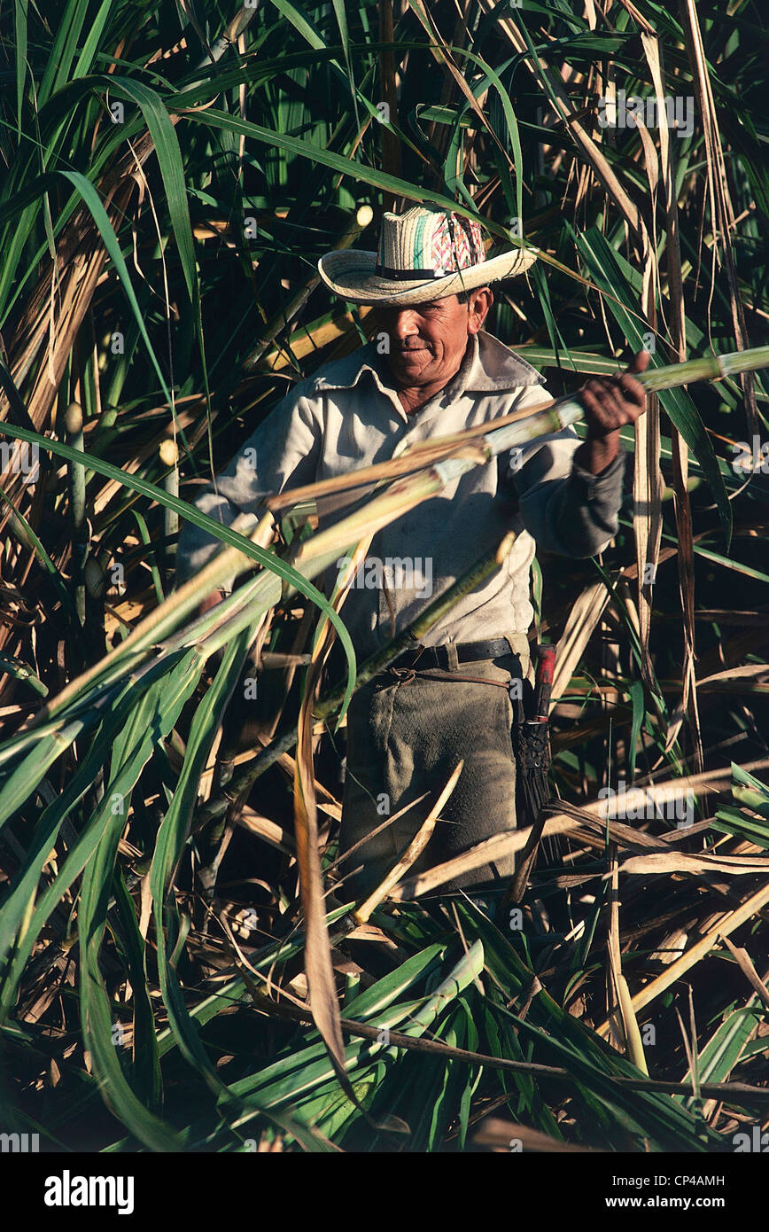 Costa Rica Raising Cane Stock Photo - Alamy