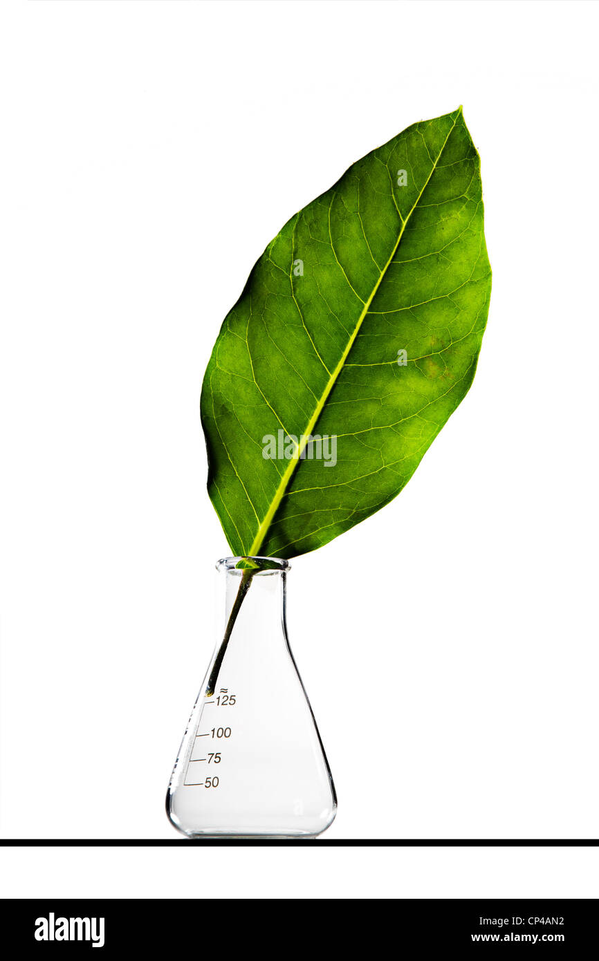 Leaf inside a flask Stock Photo - Alamy