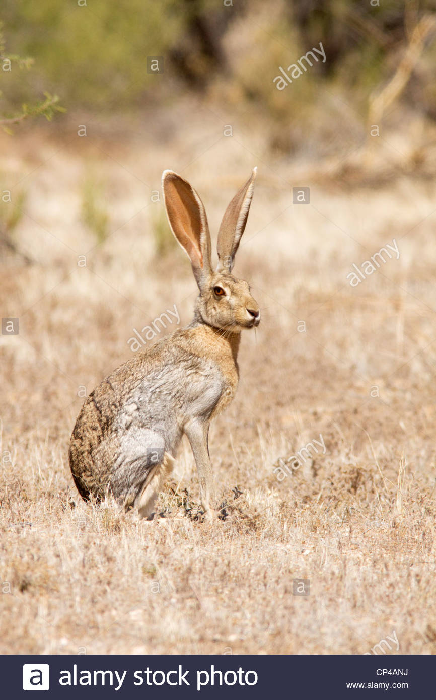 Jack Rabbit Desert High Resolution Stock Photography and Images - Alamy