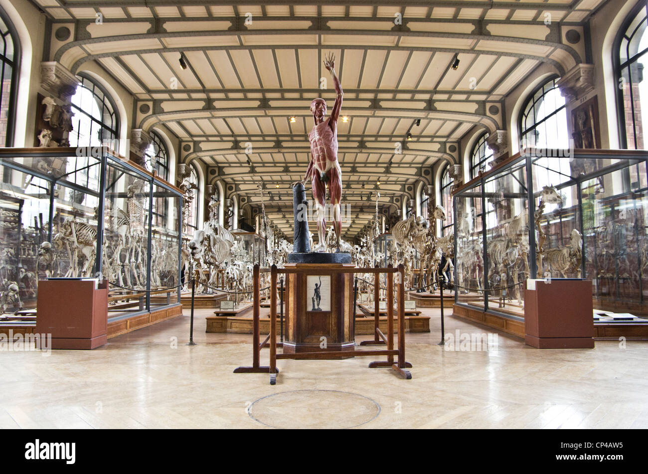 Paris national museum of natural history hi-res stock photography and images - Alamy