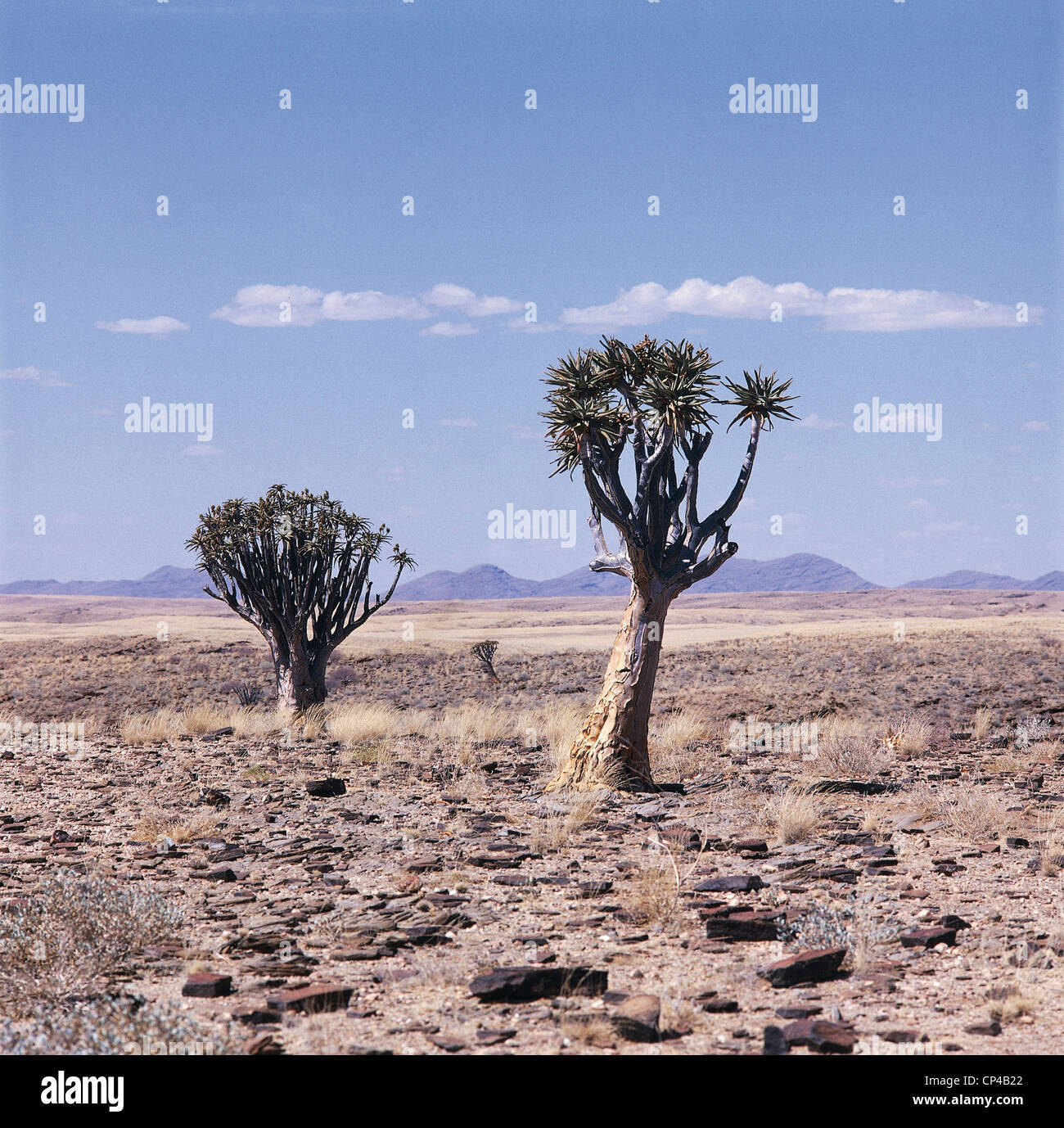 Botany: asphodelaceae, Aloe dichotoma (or quiver tree, or Kokerboom ...