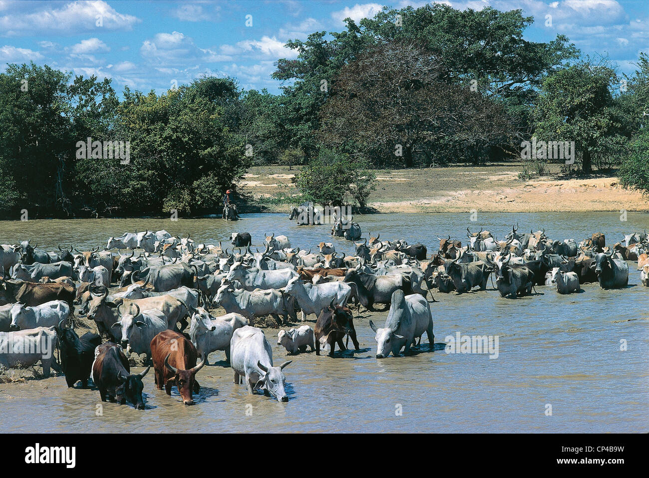 Apuré river hi-res stock photography and images - Alamy