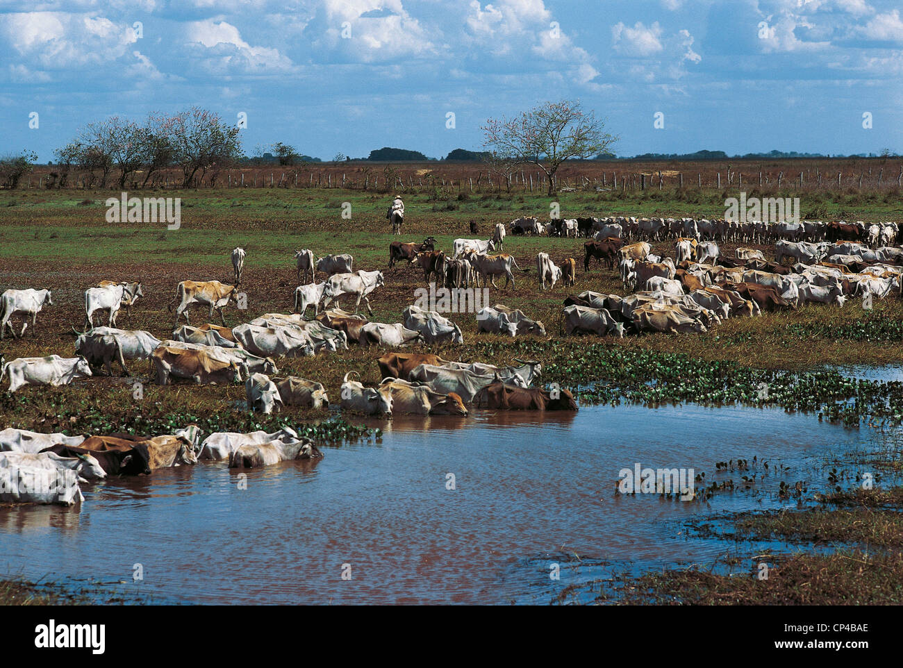 Venezuela - Los Llanos - Apure. Herd of cattle Stock Photo - Alamy