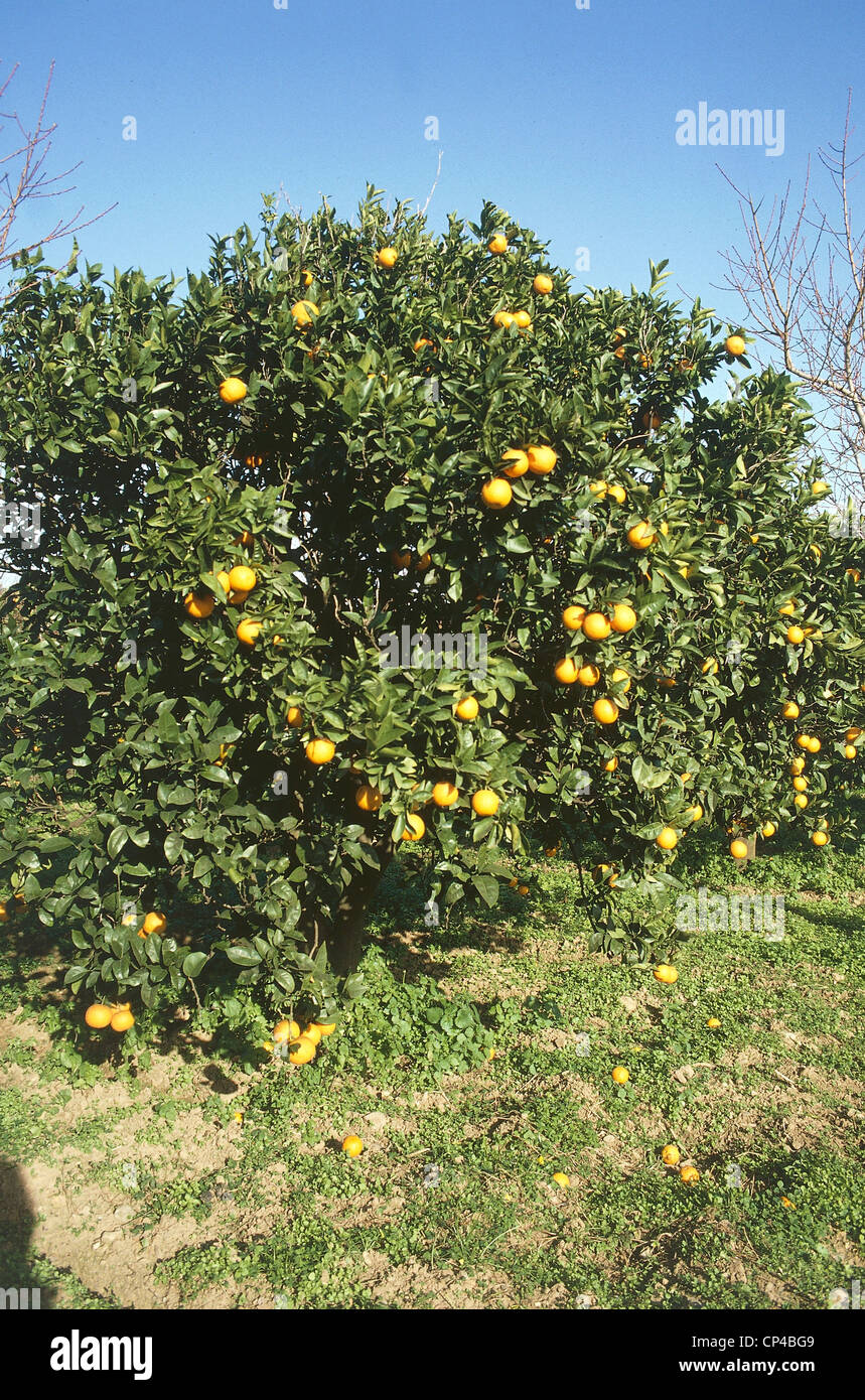 Trees rutaceae orange citrus sinensis hi-res stock photography and ...