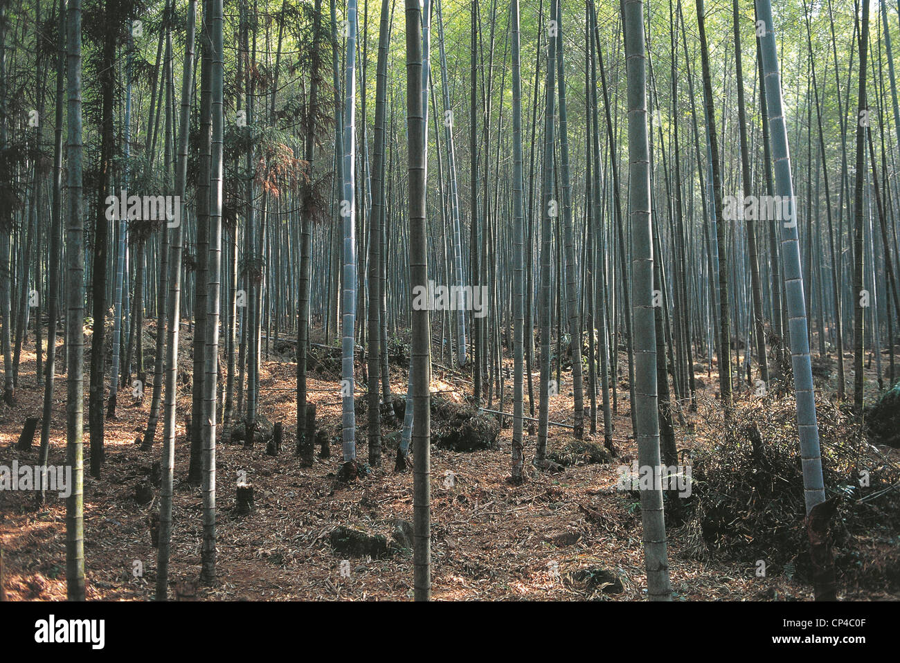 FOREST OF TAIWAN TO Chitou NANTU Bamboo Forest ' Stock Photo - Alamy