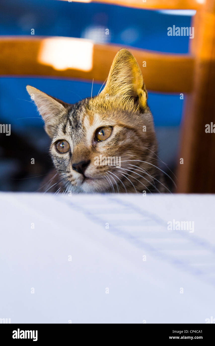 Santorini feline hi-res stock photography and images - Alamy