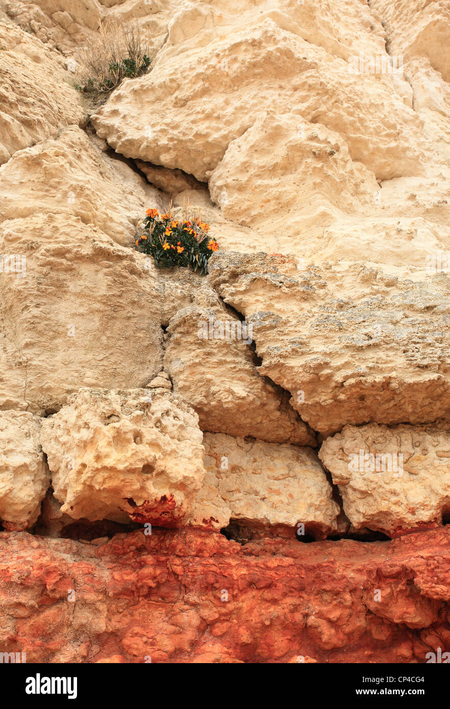 Cliff flower hi-res stock photography and images - Alamy
