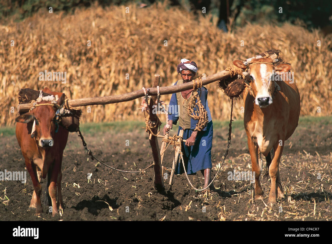 Egypt - Luxor - plowing fields, a farmer and a pair of oxen to the yoke ...