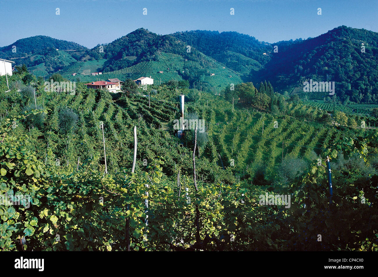 Friuli Collio Vigne Stock Photo - Alamy