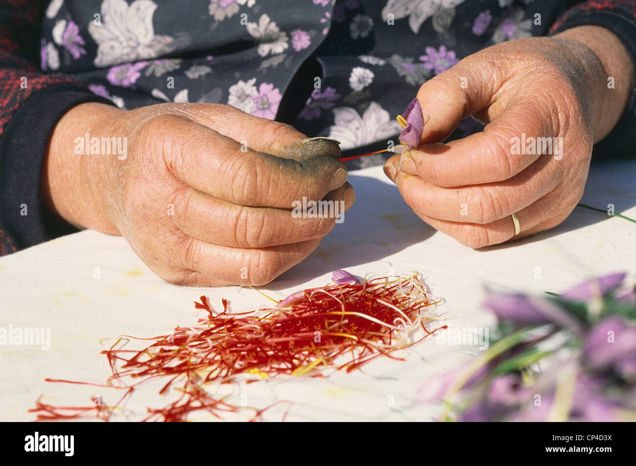 Abruzzo Saffron Processing Stock Photo - Alamy