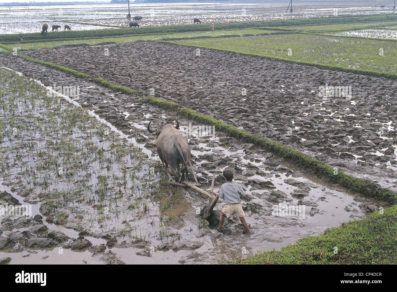 Farm Work At Da Nang Vietnam Stock Photo - Alamy