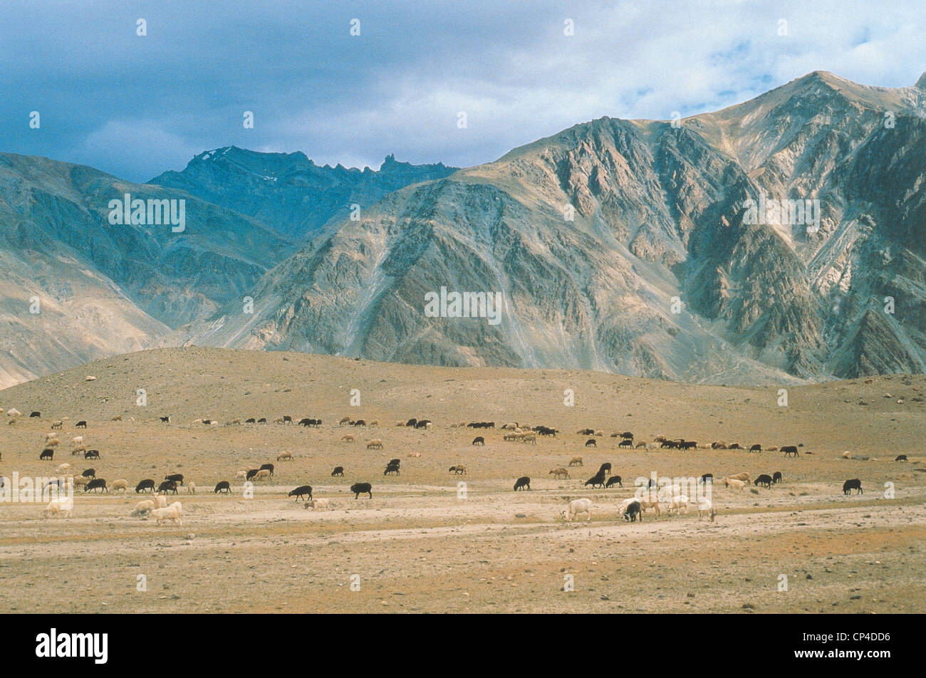 India - Jammu and Kashmir - Ladakh - Zanskar Valley Stock Photo - Alamy