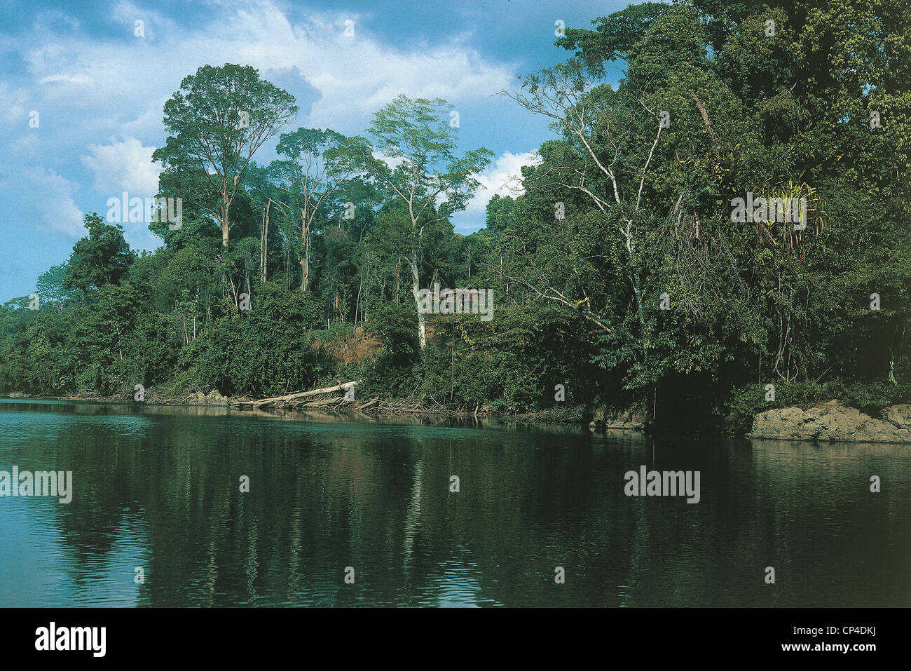 Malaysia Borneo Jungle Of Sarawak Stock Photo - Alamy