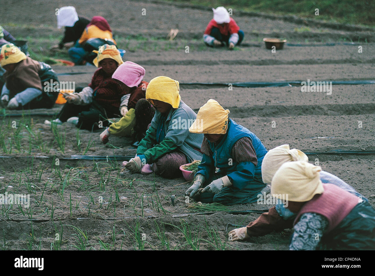 South Korea - Villagers working in the fields Stock Photo - Alamy