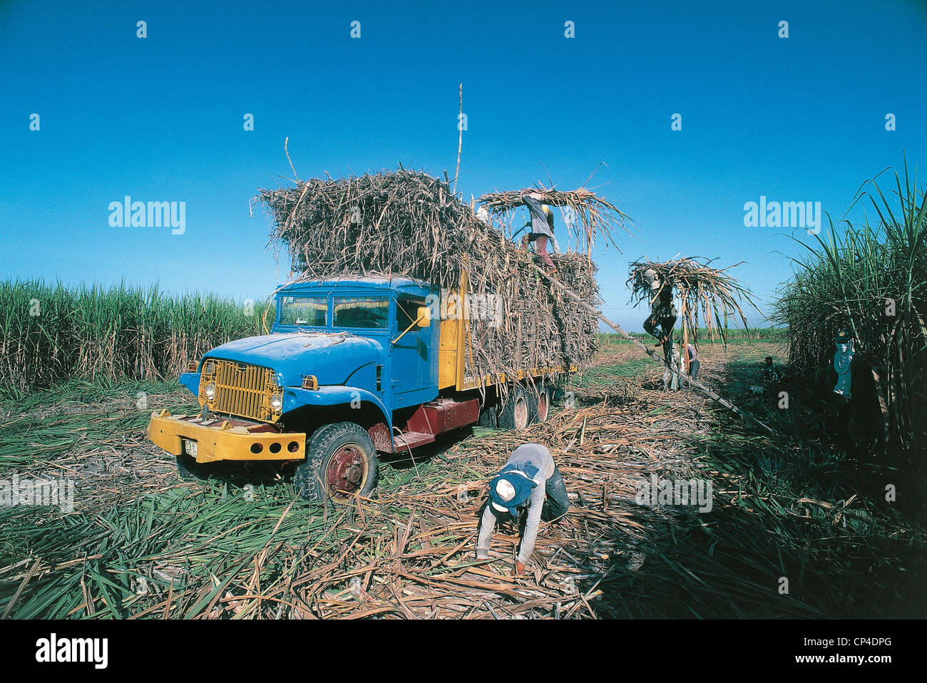 Philippines Raising Cane Stock Photo - Alamy