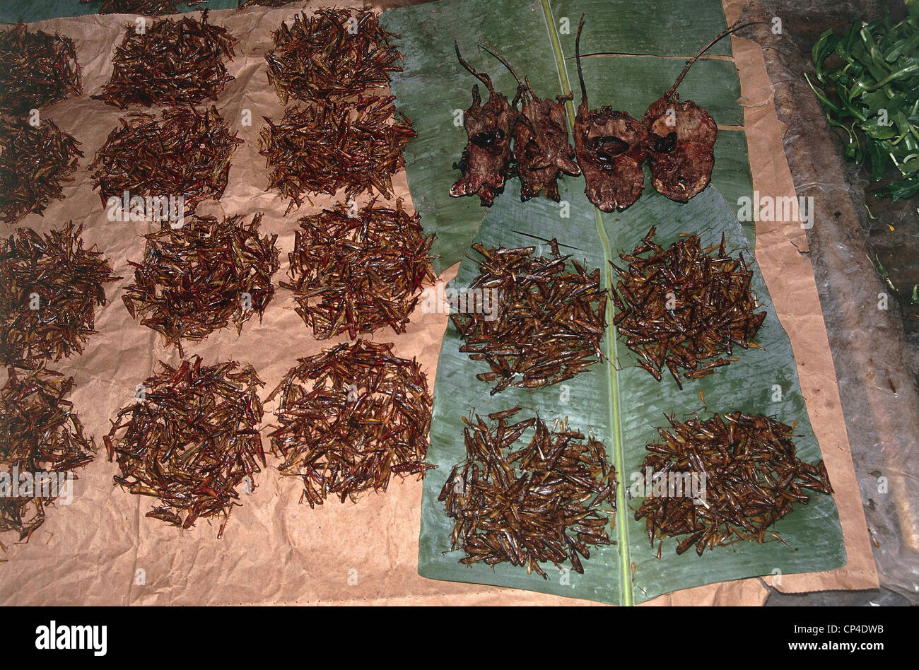 Laos - Vientiane (Viangchan). Market. sale of locusts and mice smoked ...
