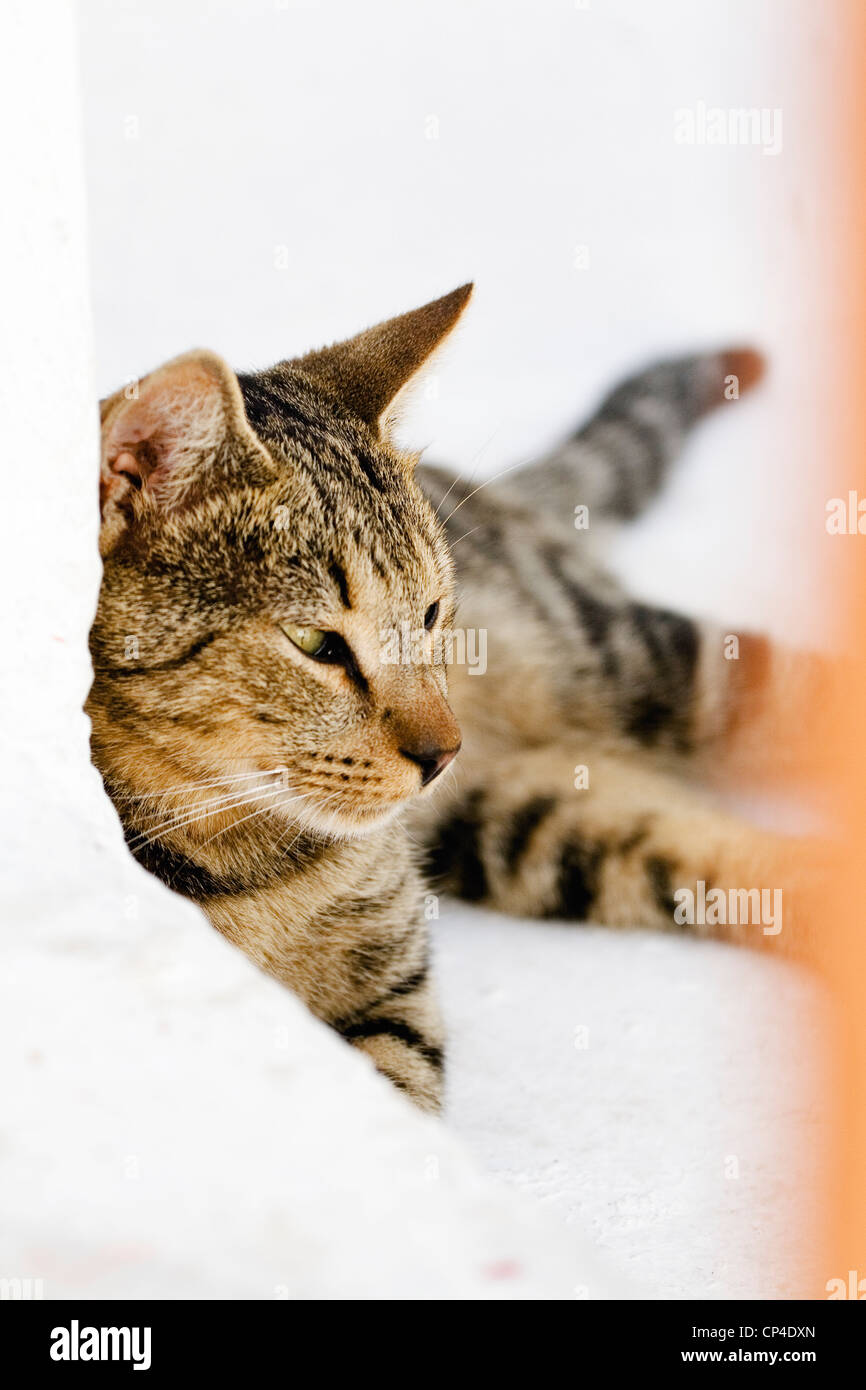 Cat sat wall hi-res stock photography and images - Alamy