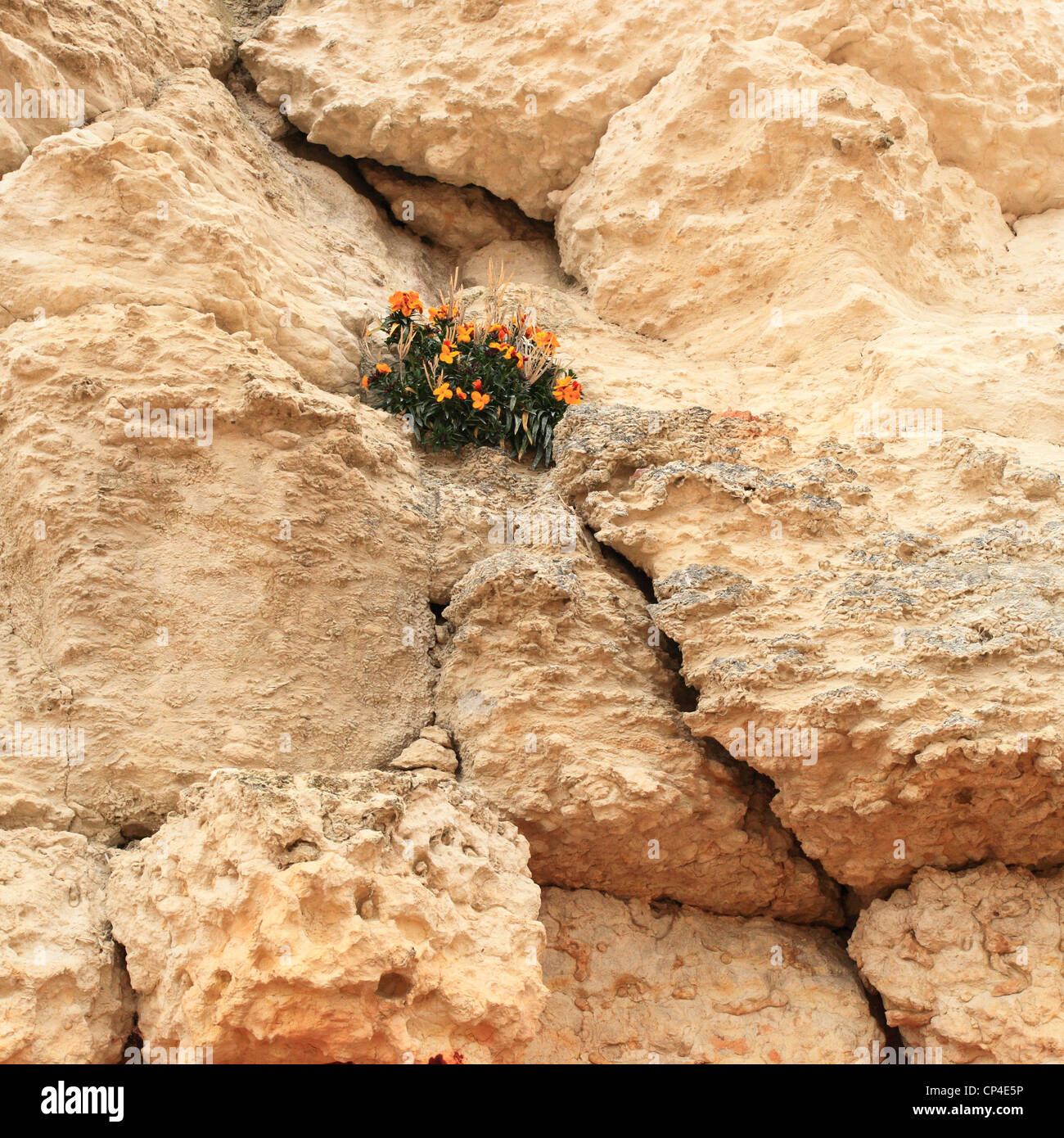 Flower growing in the cliffs at Hunstanton in Norfolk Stock Photo - Alamy