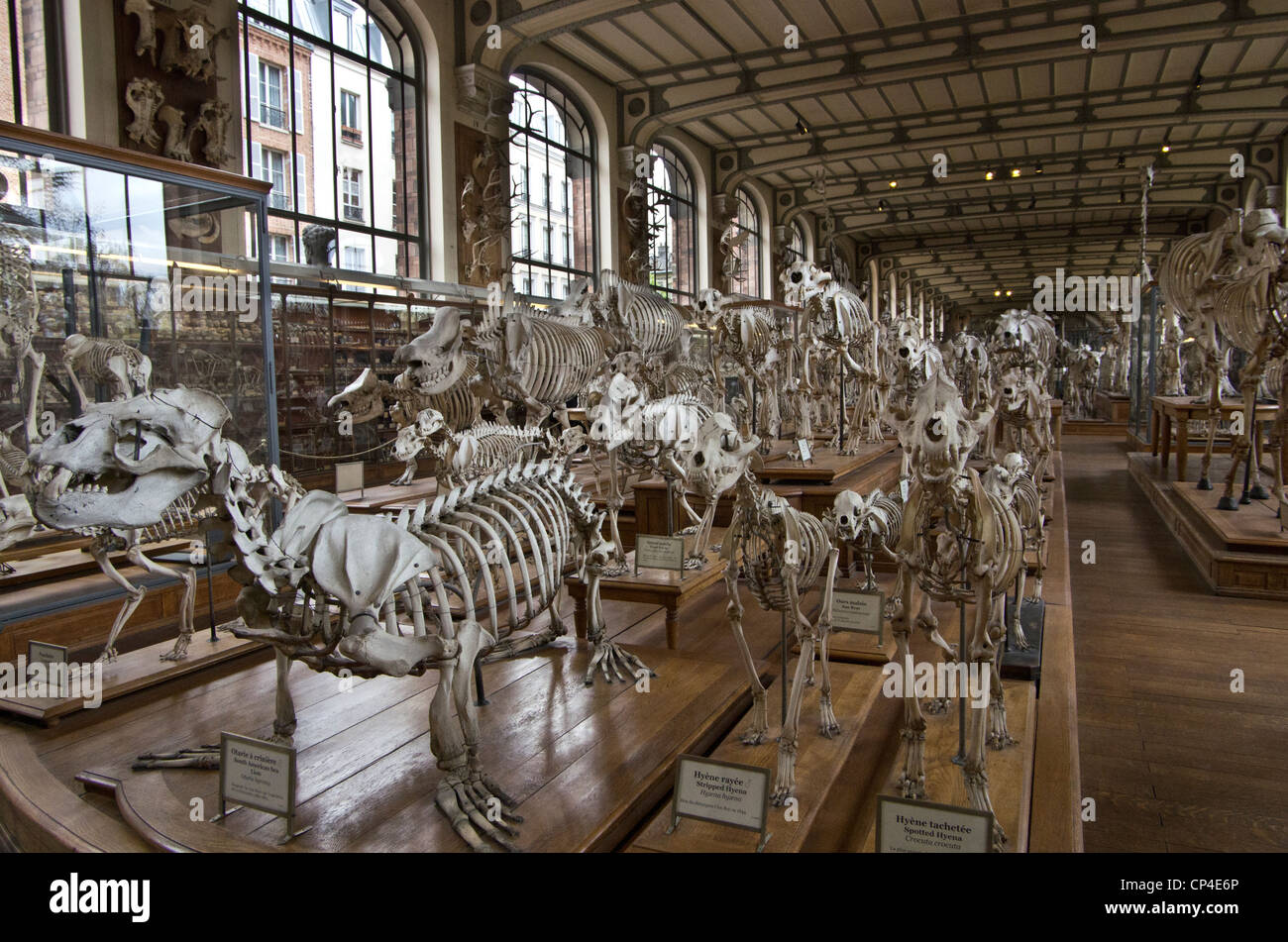 Museum natural history paris dinosaurs hi-res stock photography and ...