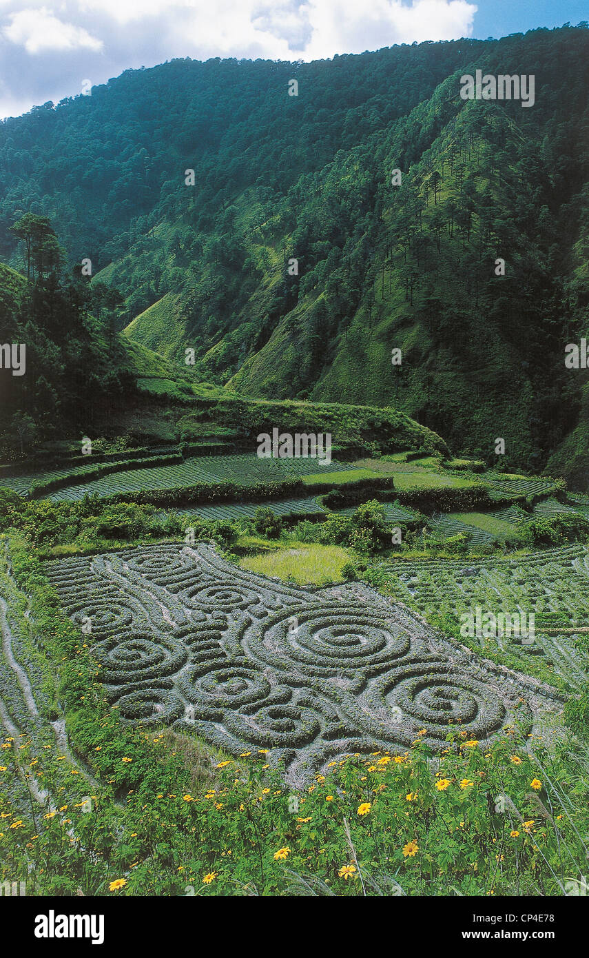 Philippines - Luzon Island - Around Bontoc. Crops Stock Photo - Alamy