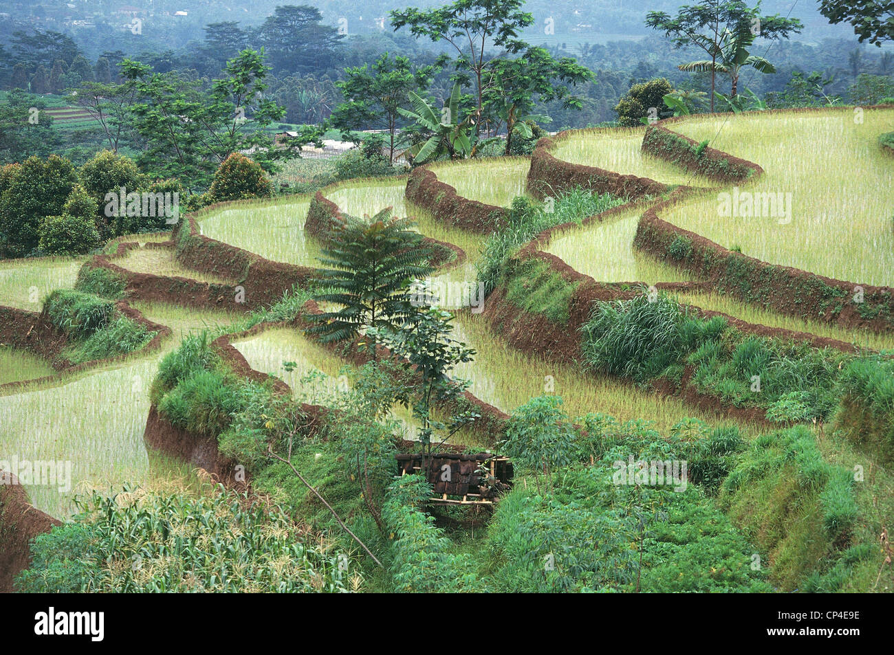 INDONESIA JAVA PLATEAU Dieng CROPS Stock Photo - Alamy